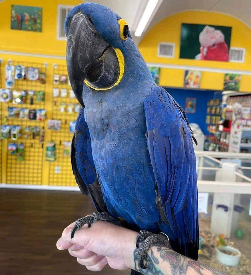 Hyacinth Macaw - todd marcus birds exotic